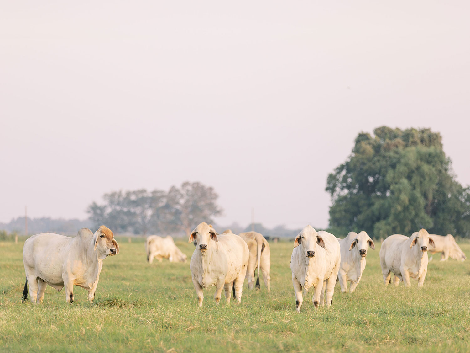 Discover V8 Ranch in Wharton County Texas – One of the Top Brahman ...