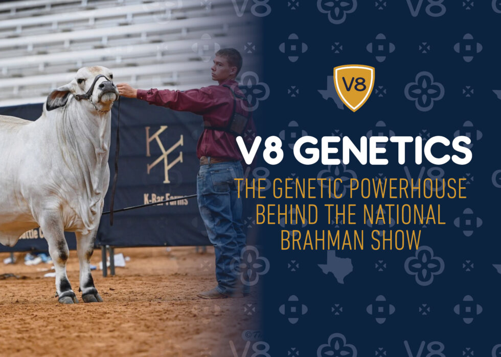 V8 Genetics: The Genetic Powerhouse Behind the National Brahman Show | V8 Ranch