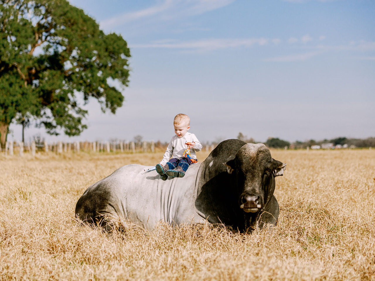 Brahman Cattle FAQs | V8 Ranch