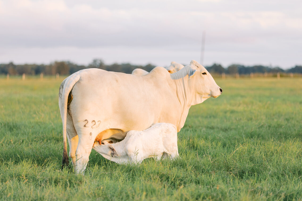Everything You Want to Know About Brahman Cattle | V8 Ranch