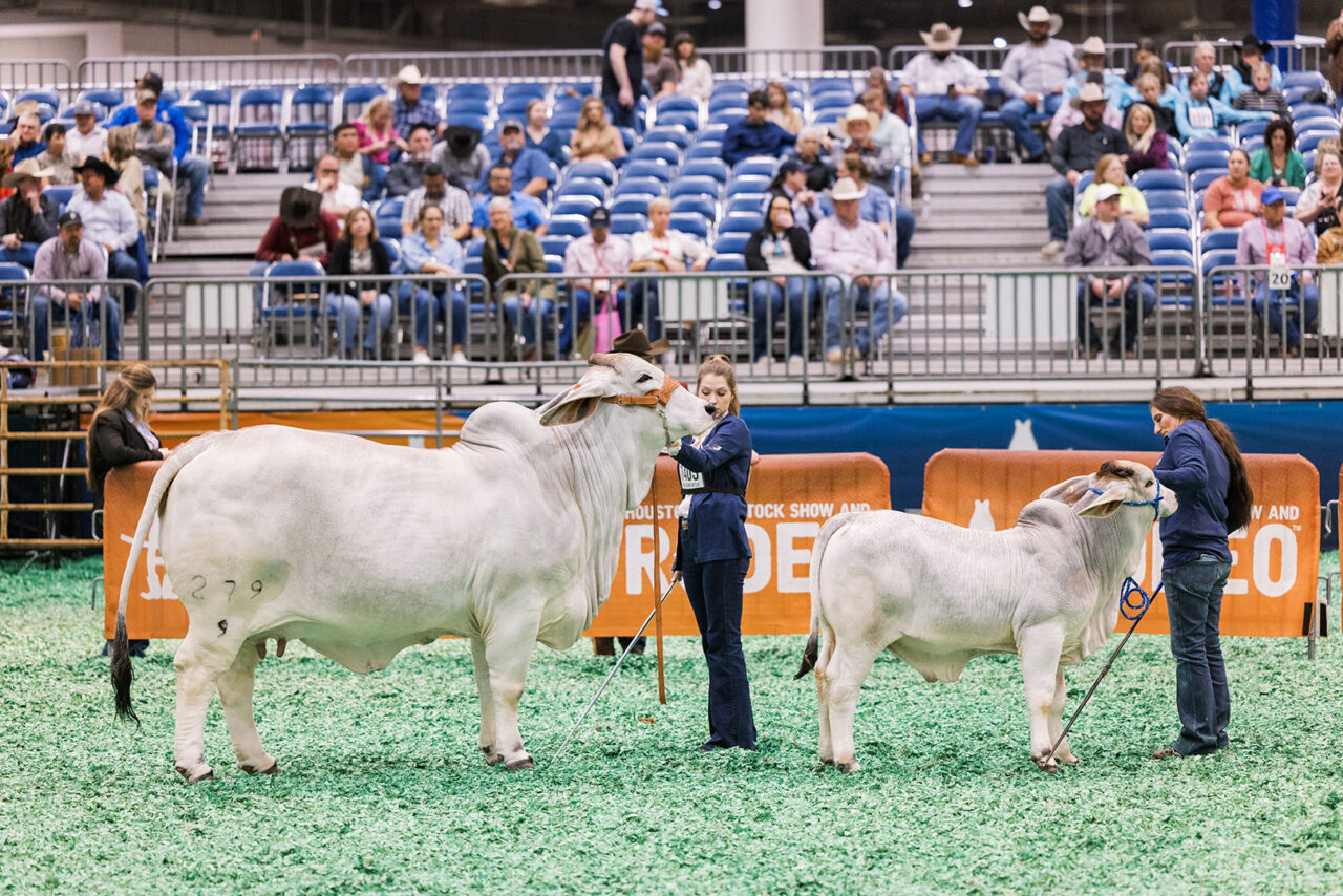 Everything You Want to Know About Brahman Cattle | V8 Ranch | V8 Ranch