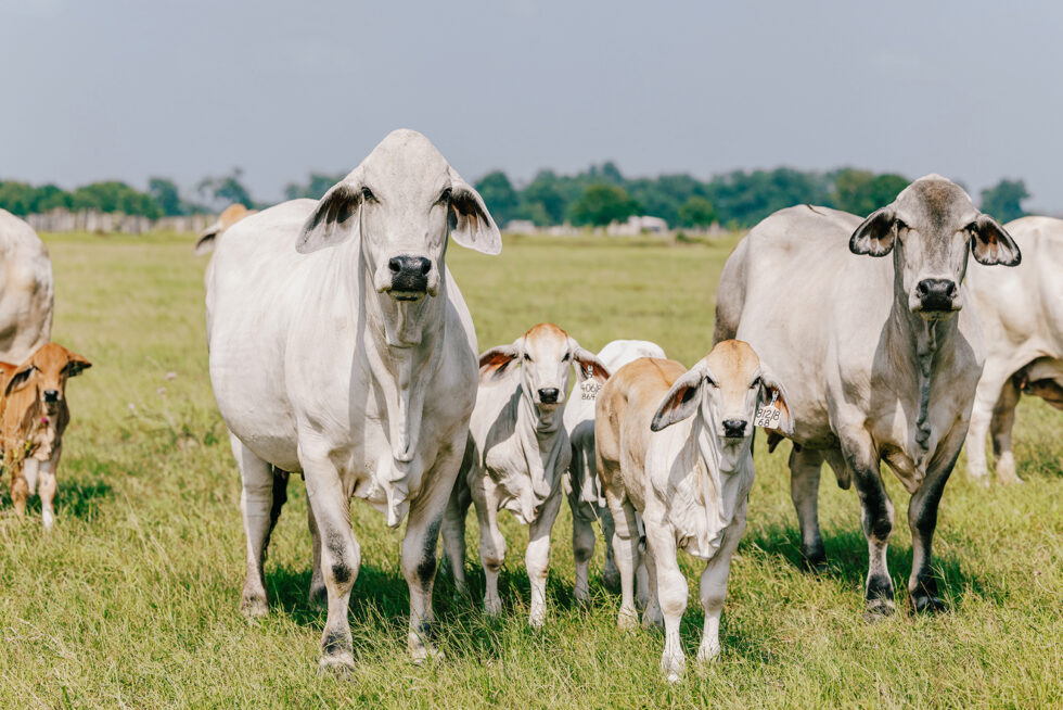 Everything You Want to Know About Brahman Cattle | V8 Ranch | V8 Ranch