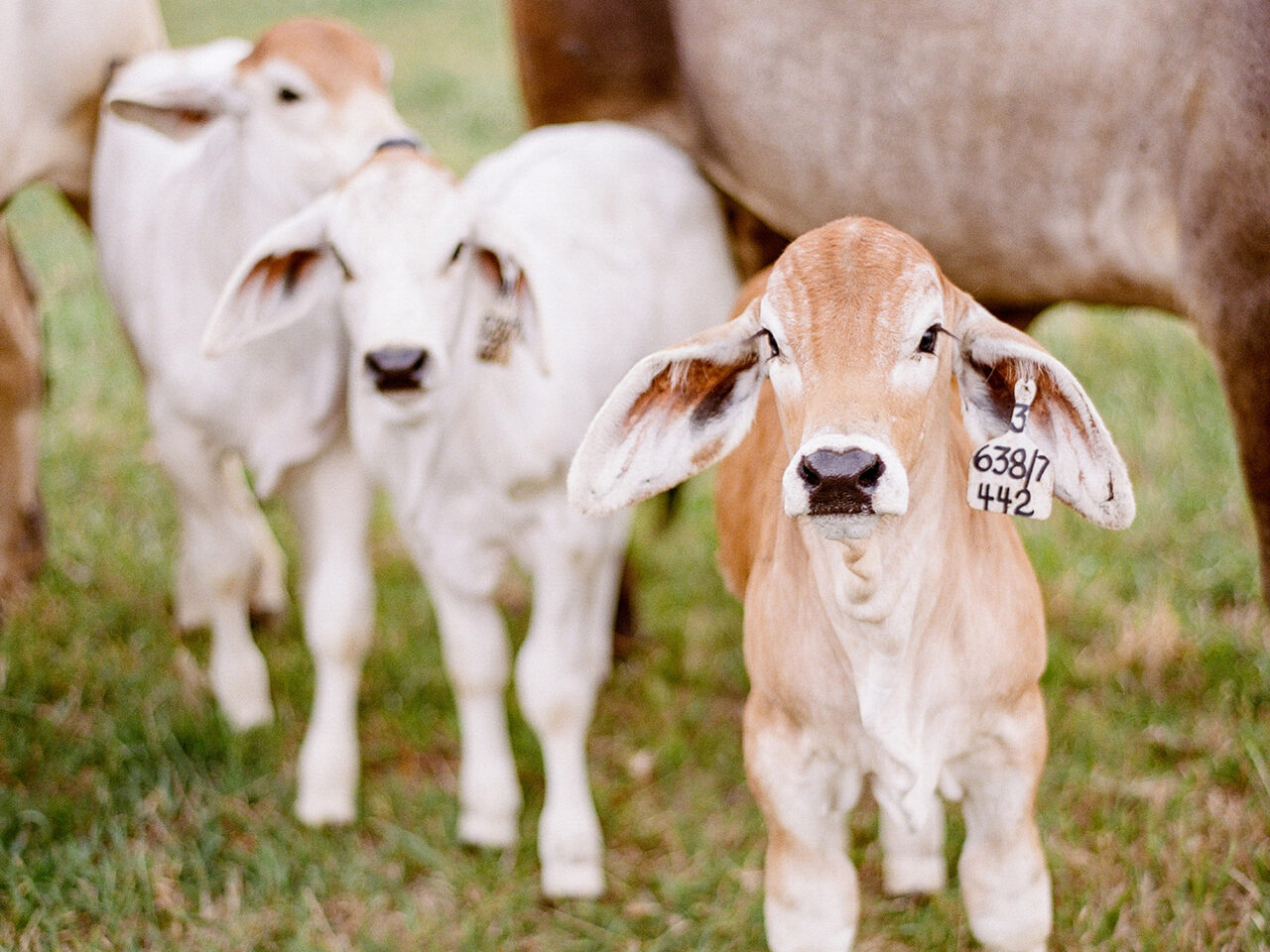 Brahman Cattle FAQs | V8 Ranch